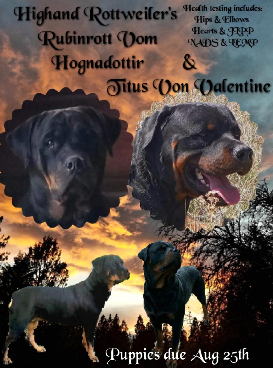 highland rottweilers